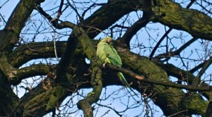 Vondelpark, Amsterdam - Directions, What To See & Review | Free-City ...