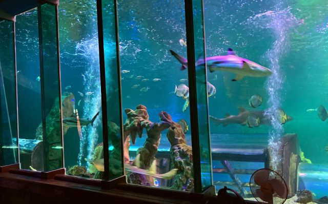 Sea Life Blackpool | Free-City-Guides.com