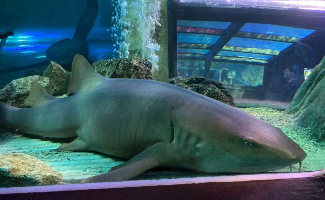 Sea Life Blackpool | Free-City-Guides.com