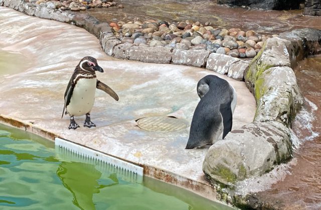 Blackpool Zoo - Review, Tickets & Hours